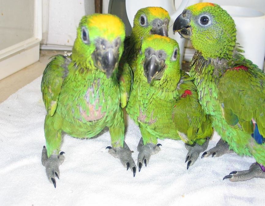 Yellow Crowned Amazons - Riverbank Aviaries
