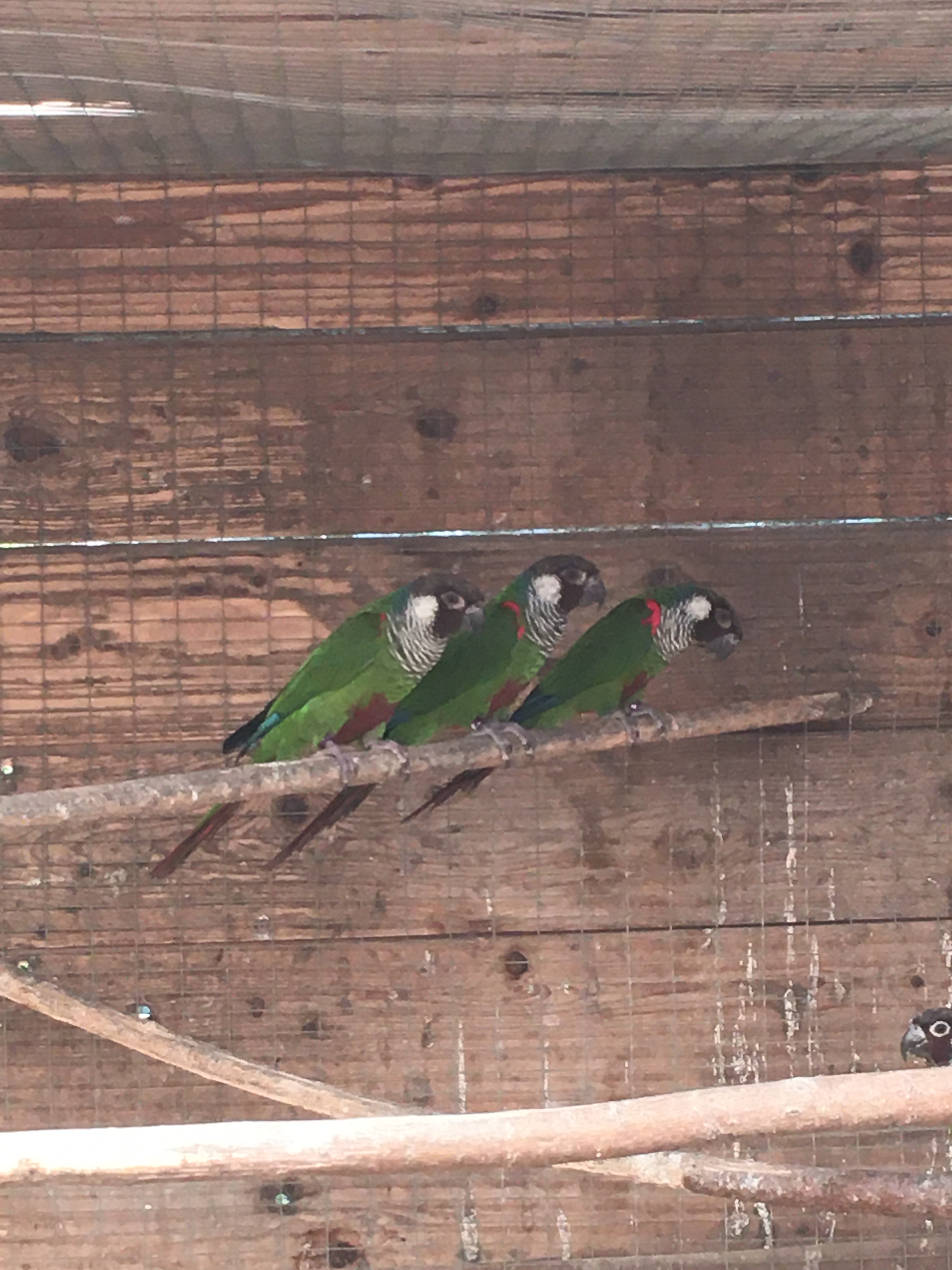 Aviary Birds - Riverbank Aviaries