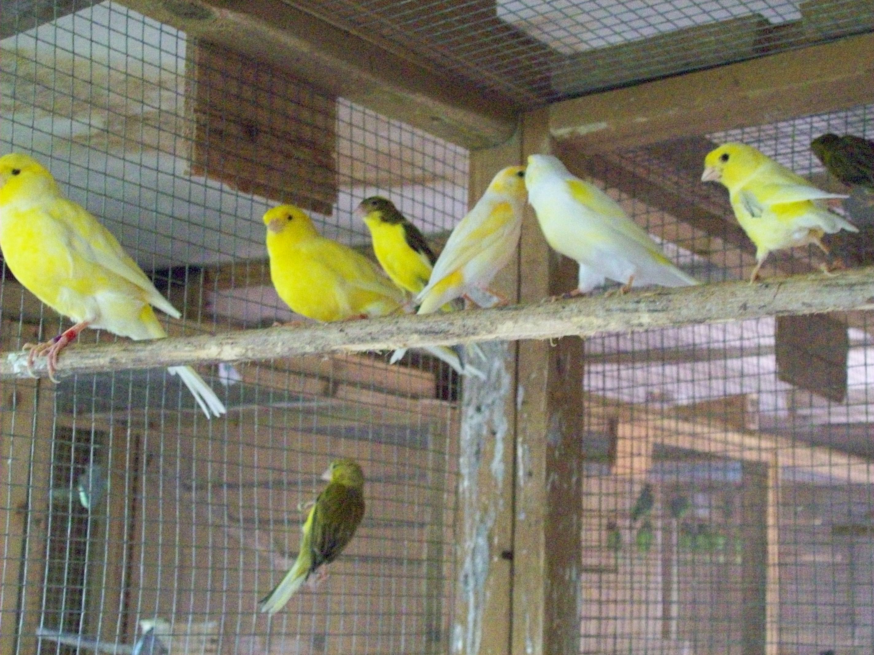 Aviary Birds - Riverbank Aviaries