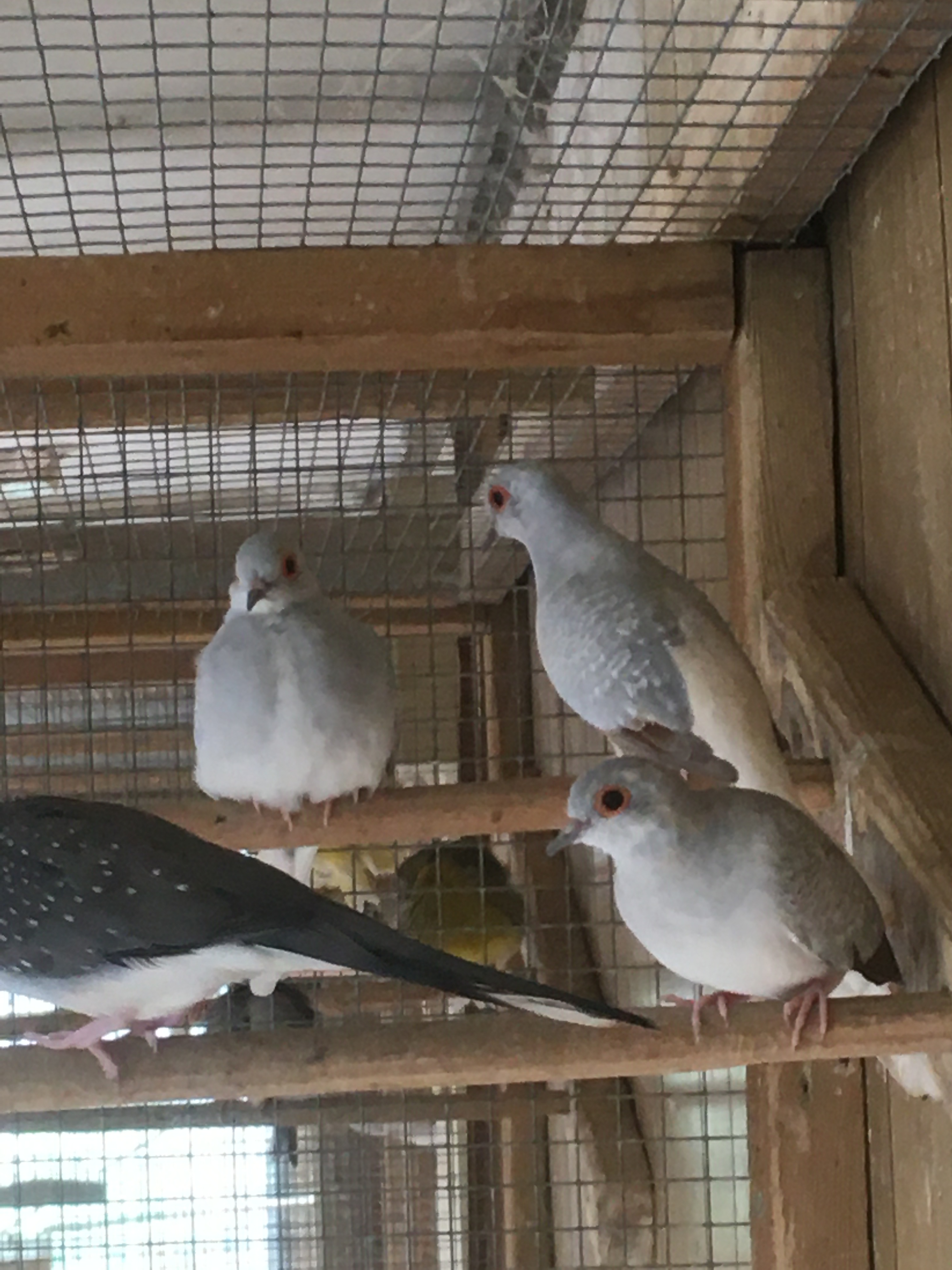 Aviary Birds - Riverbank Aviaries