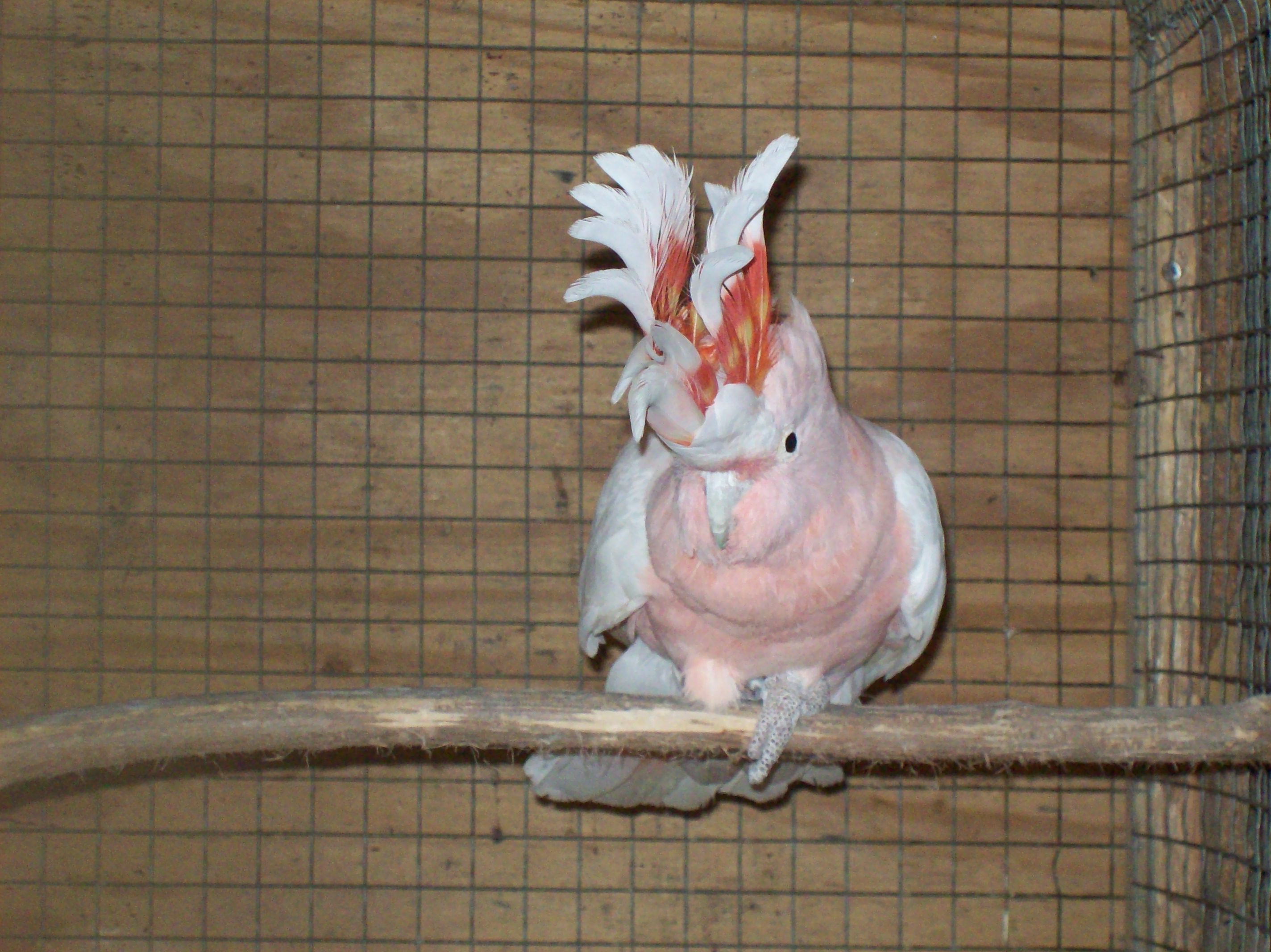 Aviary Birds - Riverbank Aviaries