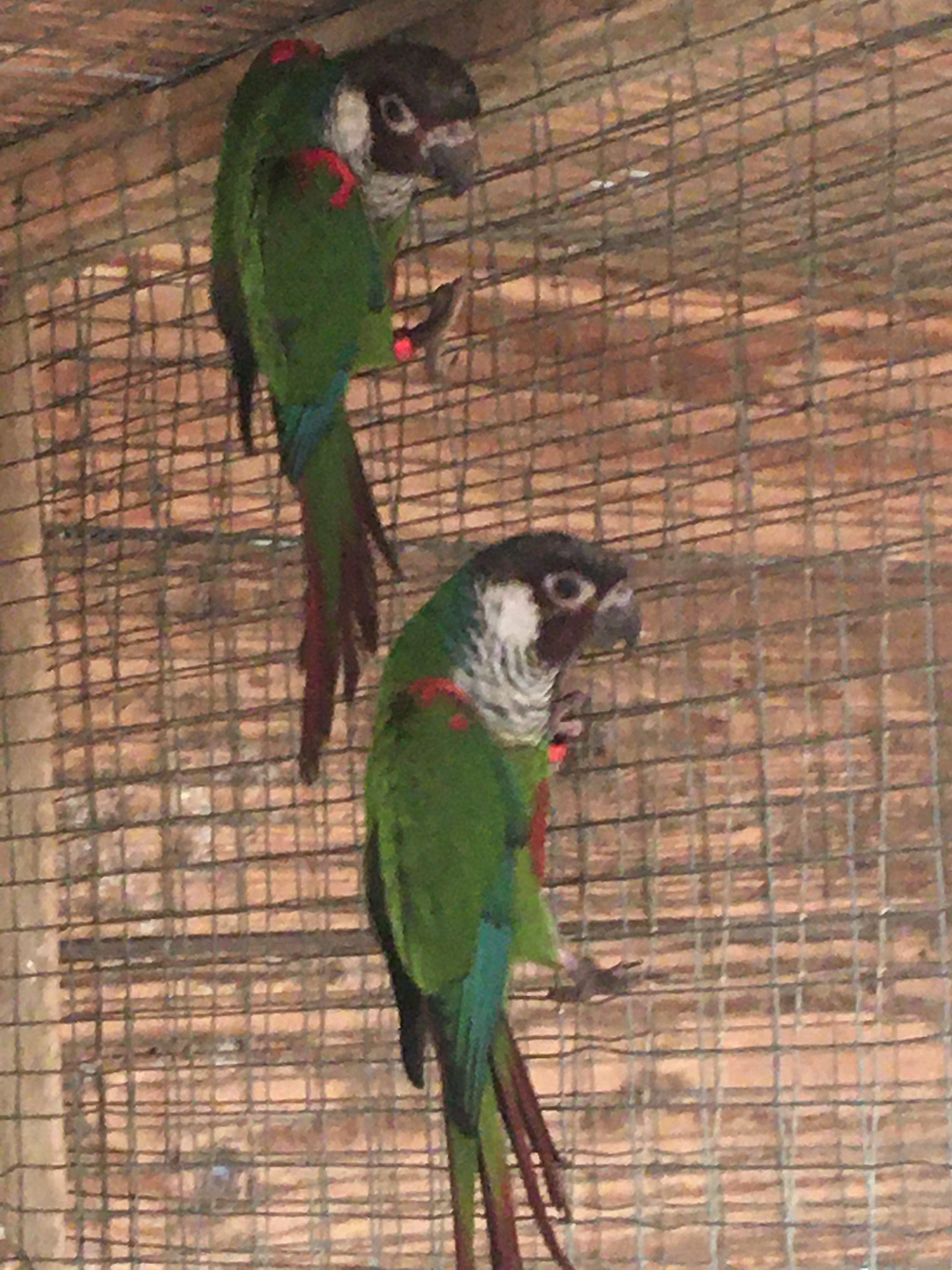 Aviary Birds - Riverbank Aviaries