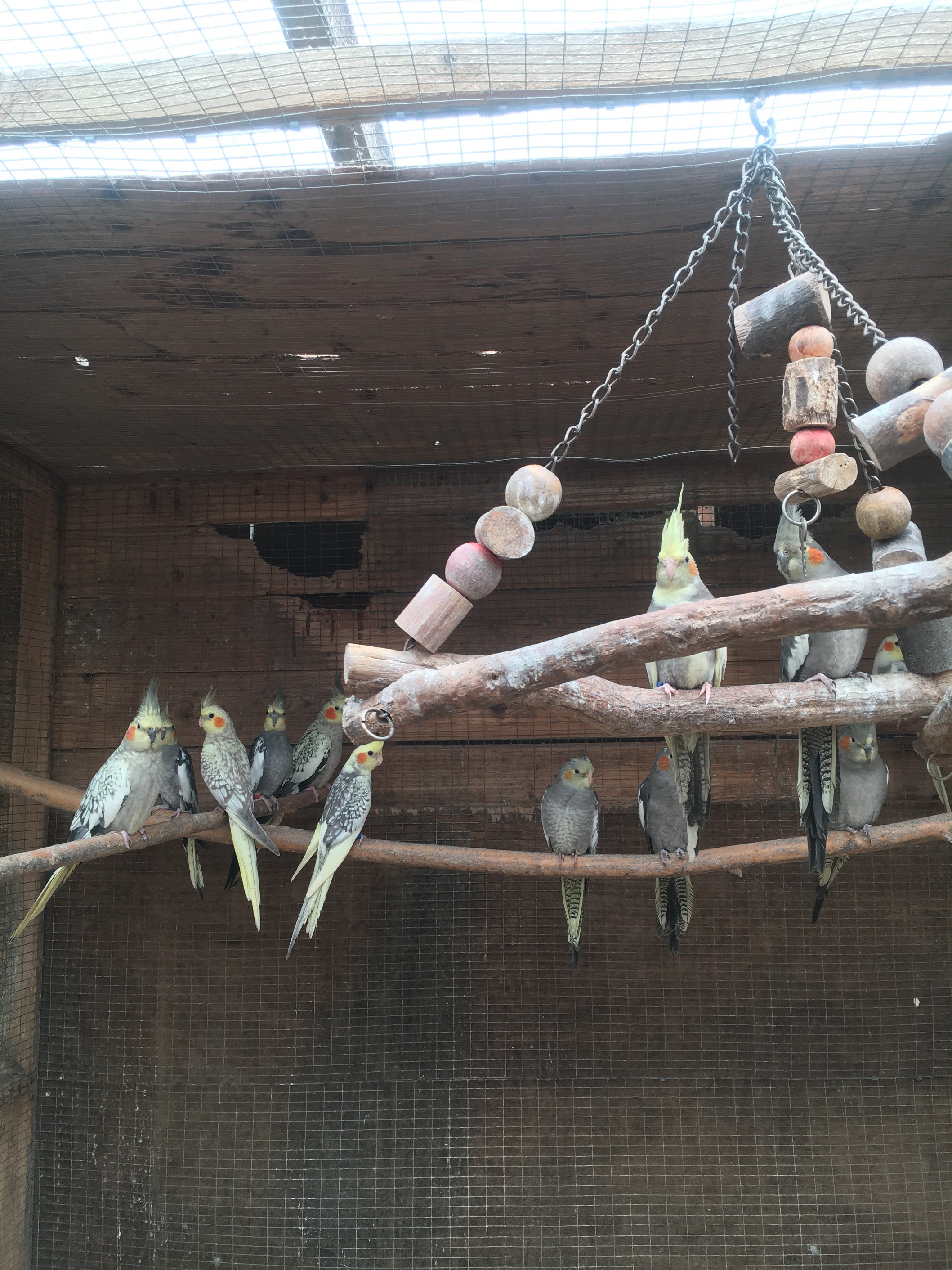 Aviary Birds - Riverbank Aviaries