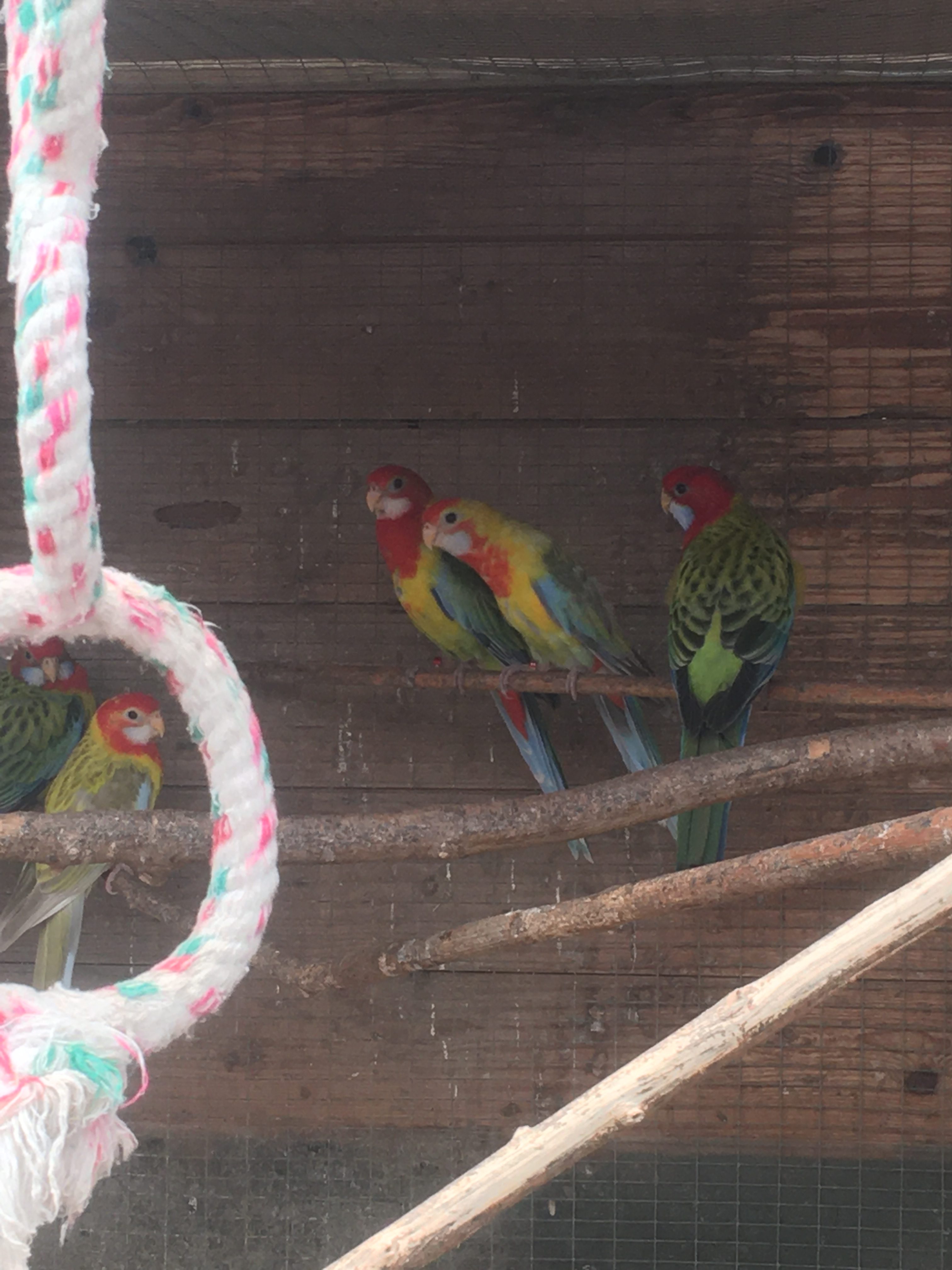 Aviary Birds - Riverbank Aviaries