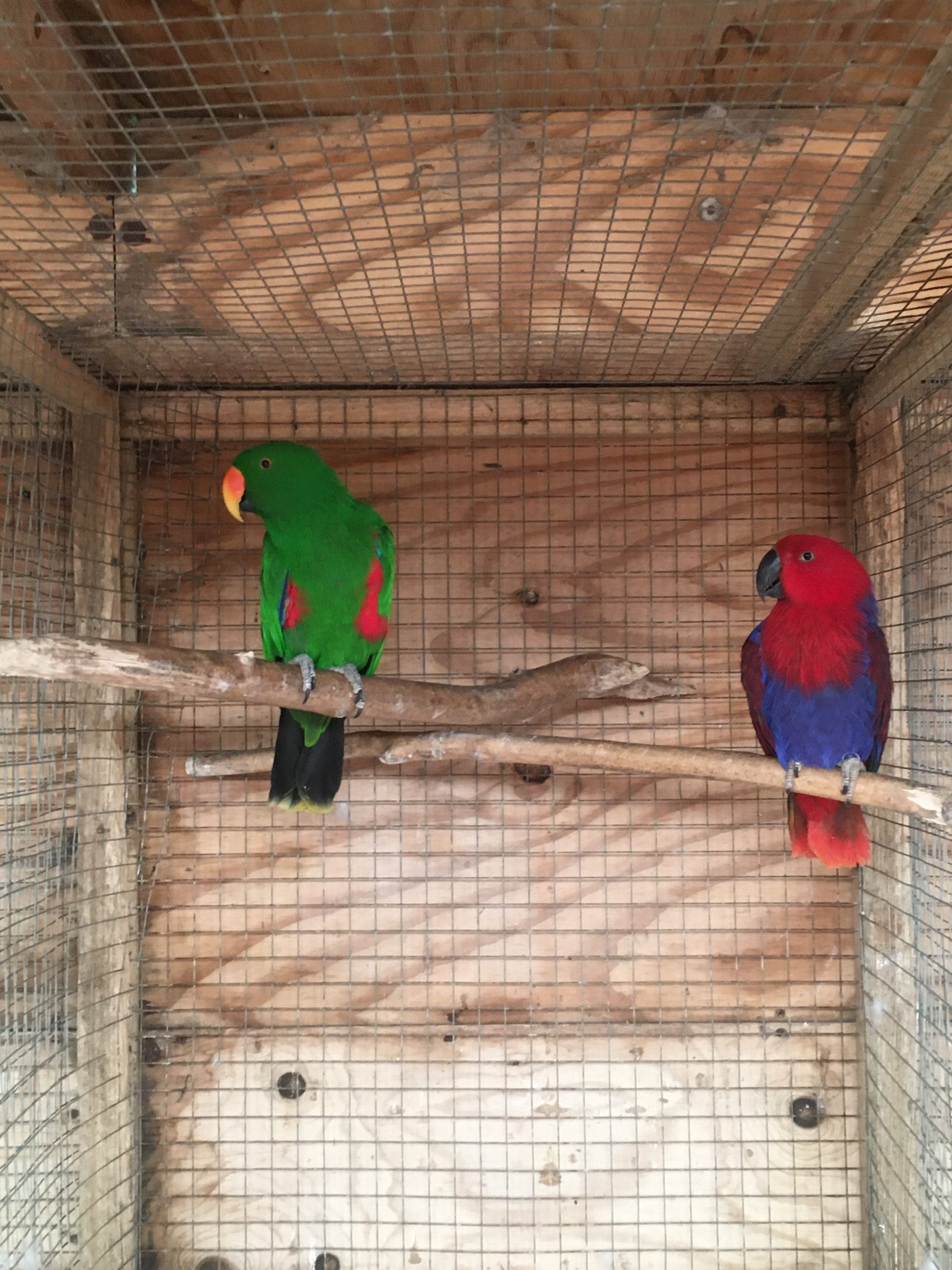 Aviary Birds - Riverbank Aviaries