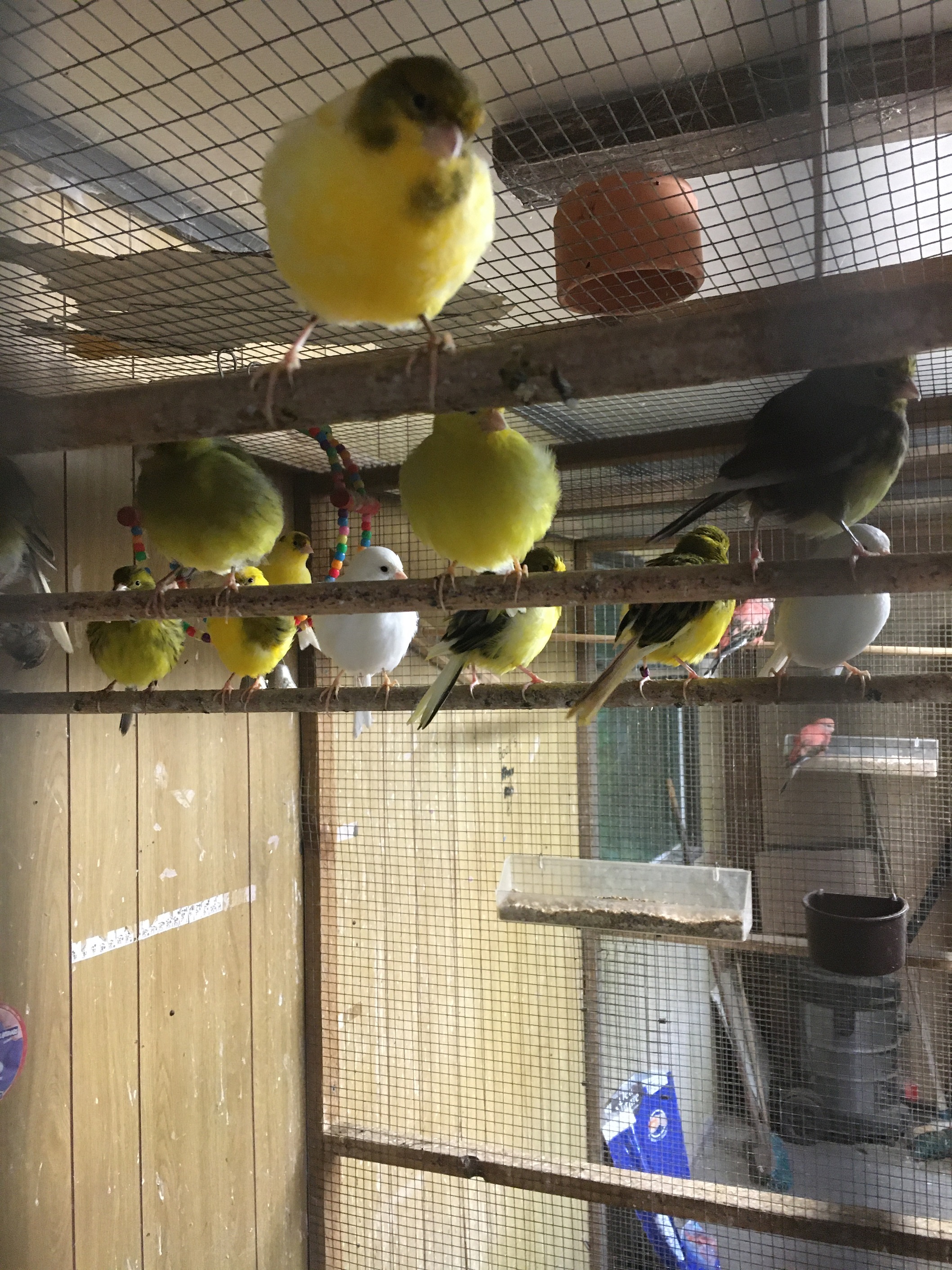 Aviary Birds - Riverbank Aviaries