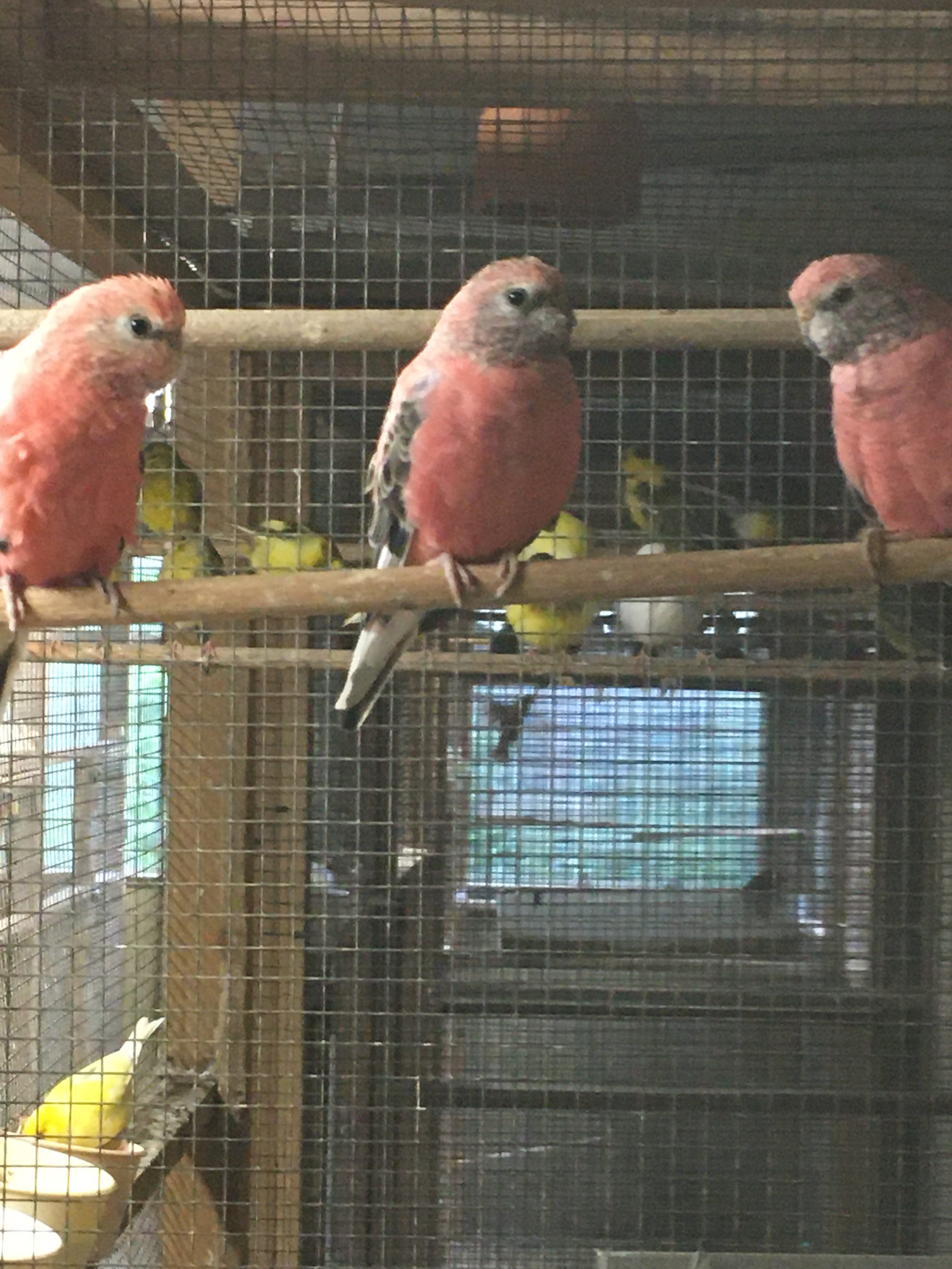 Aviary Birds - Riverbank Aviaries