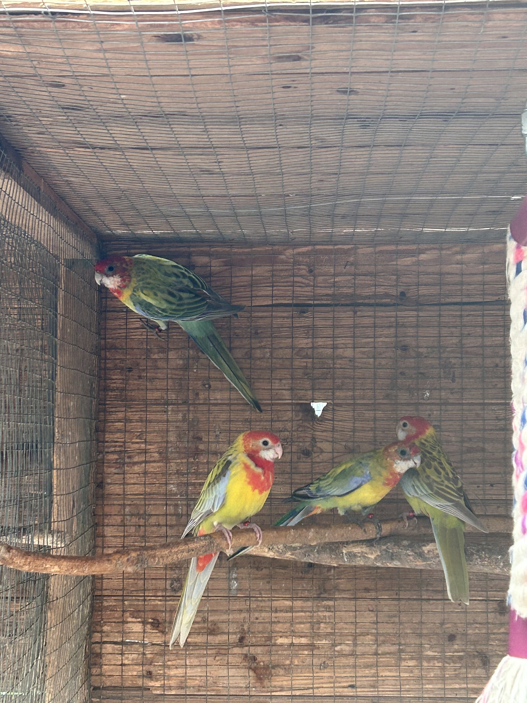 Aviary Birds - Riverbank Aviaries