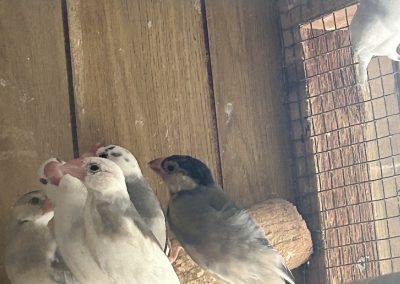 Aviary Birds - Riverbank Aviaries