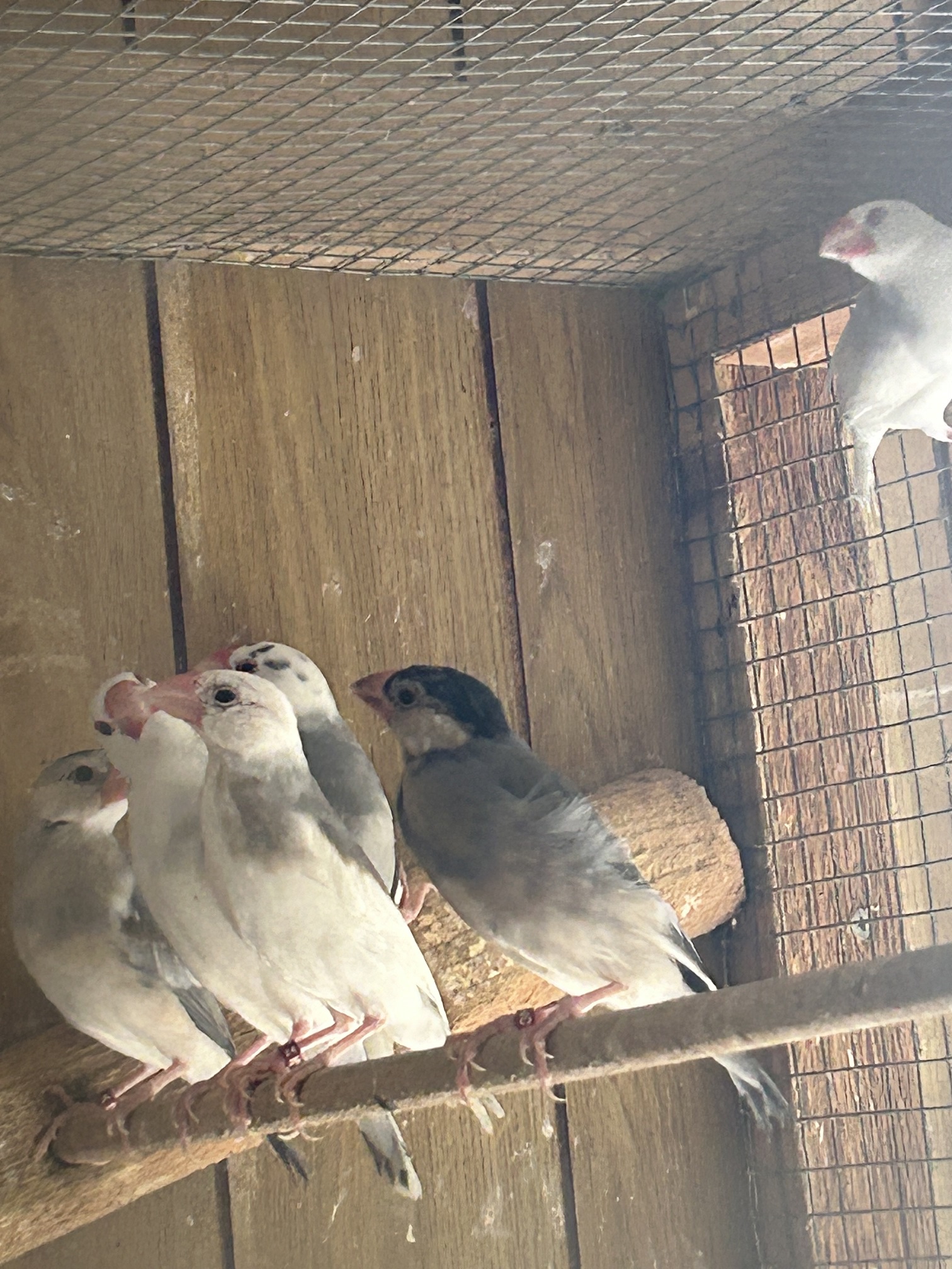 Aviary Birds - Riverbank Aviaries