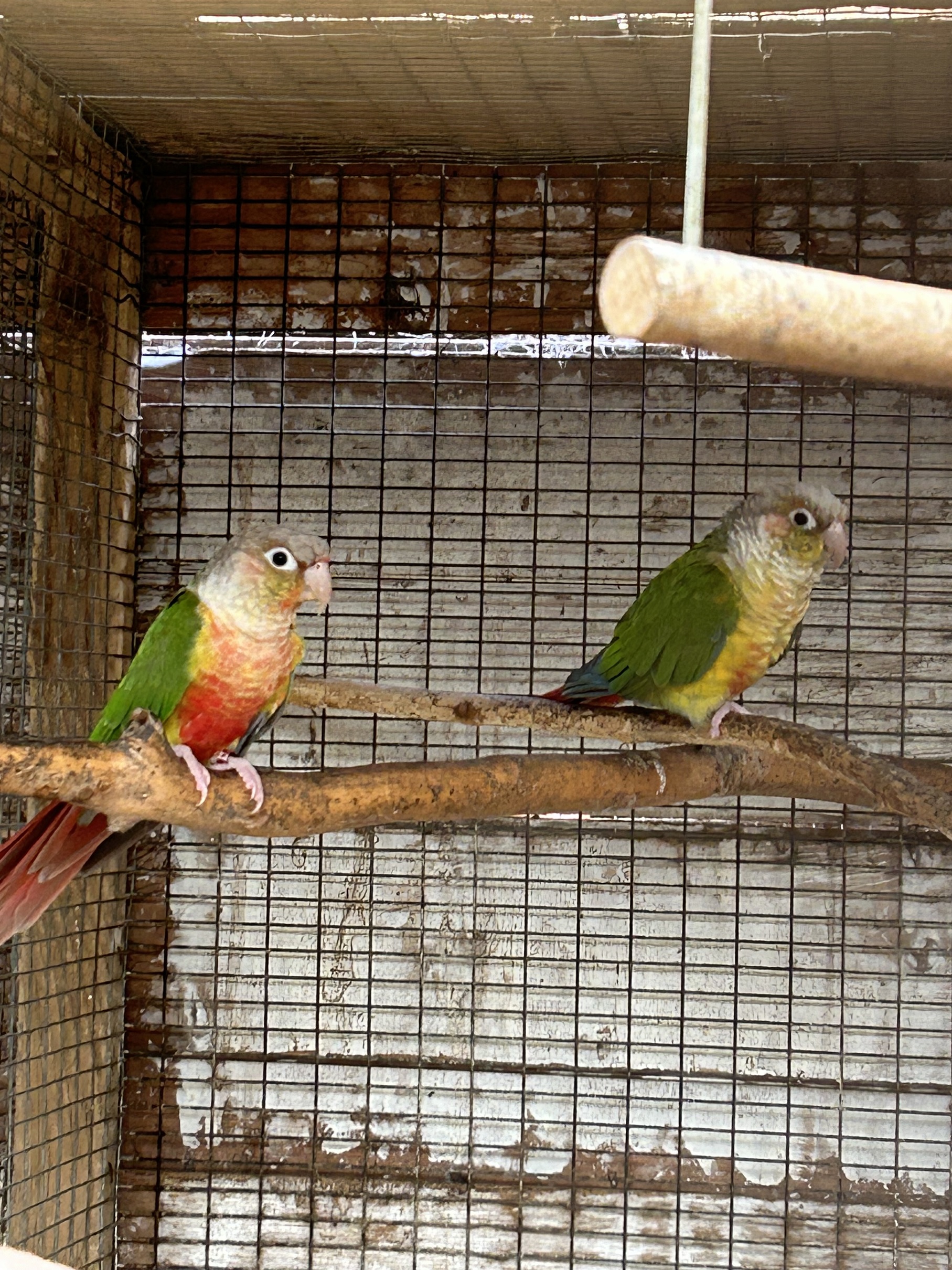 Aviary Birds - Riverbank Aviaries