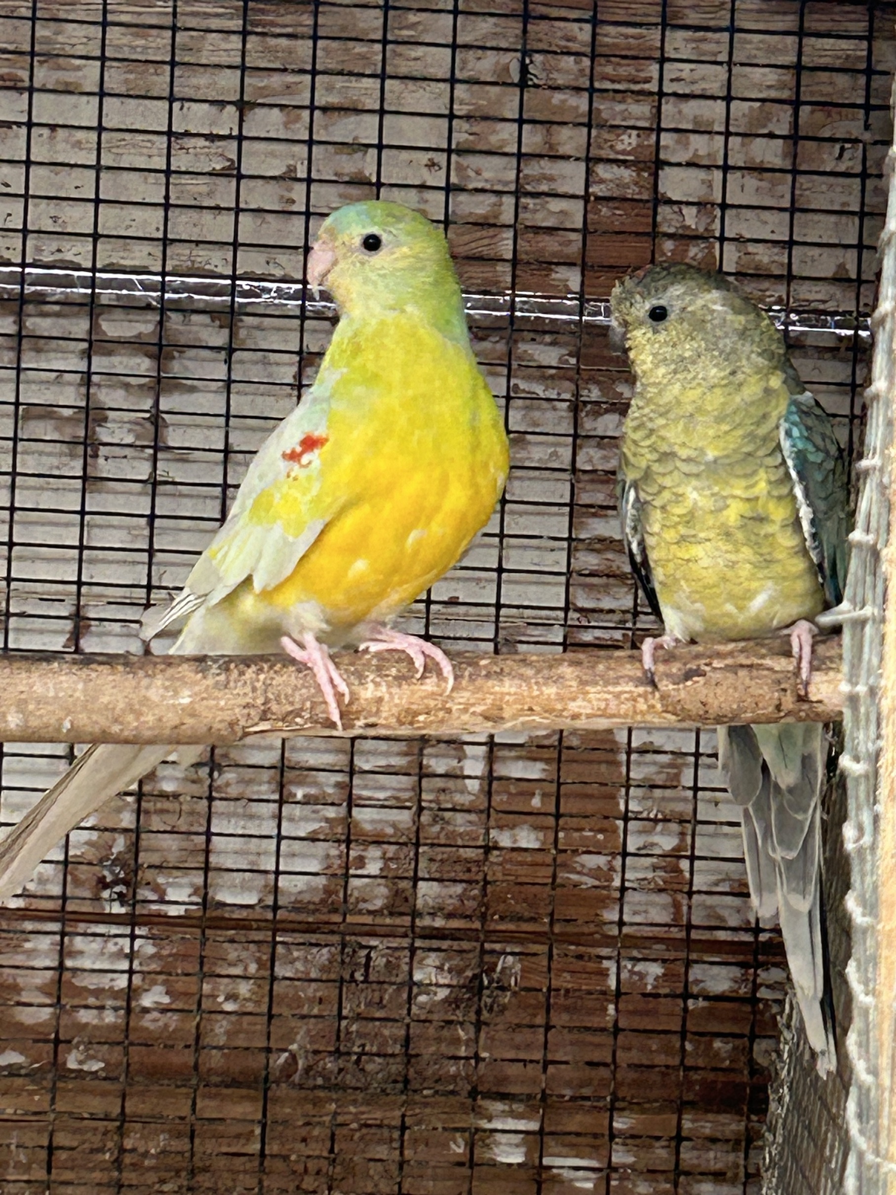Aviary Birds - Riverbank Aviaries